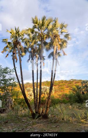Doum Palm trees at Epupa falls Cunene River in Namibia on the border ...
