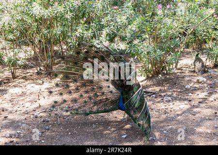Peacocks in Plaka Forest on the Island of Kos Greece Europe EU Stock ...