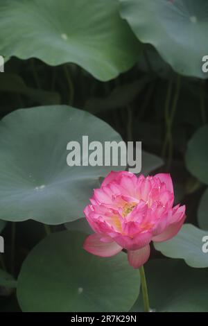 A vibrant Nut-bearing lotus (Nelumbo nucifera) flower surrounded by ...