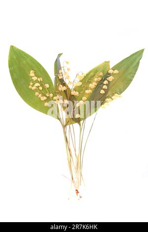 dried spring flower lily of the valley Stock Photo - Alamy