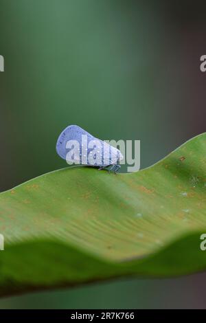 Macro shot of a Leafhopper insect perched on a green plant leaf Stock ...
