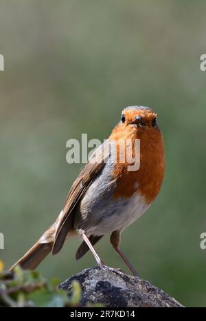 Robin Redbreast. Scientific name: Erithacus rubecula. Close up of a ...