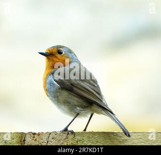 Robin Redbreast. Scientific name: Erithacus rubecula. Close up of a ...