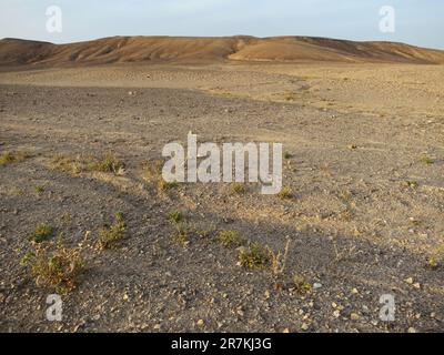 Steenwoestijn, stone desert; Ovda valley; Israel Stock Photo - Alamy