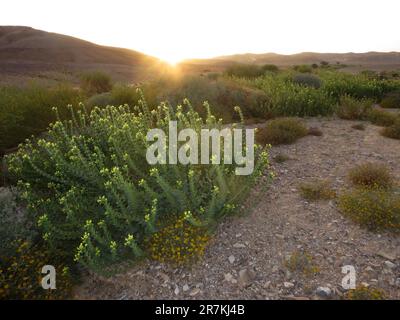 Negev woestijn in bloei; Negev desert in bloom; Ovda Valley, Israel ...