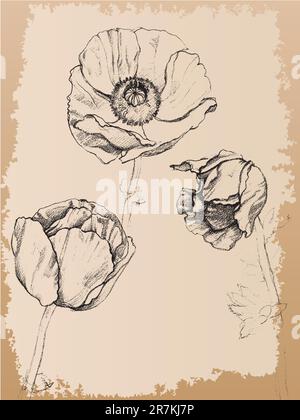 Vector art of three poppies Stock Vector Image & Art - Alamy