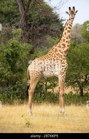 The distinctive pattern of the Masai Giraffe. The darker areas are now ...