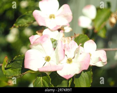 Cornus Florida "Cherokee Princess" dogwood Stock Photo - Alamy