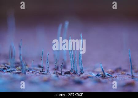 Xylaria hypoxylon commonly known as candle stick fungus or stag’s horn ...