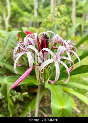 A closeup shot of a crinum lily flower against a black background Stock ...