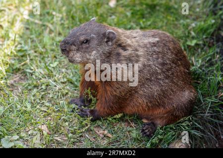 groundhog during the Formula 1 Pirelli Grand Prix du Canada 2025, 10th ...