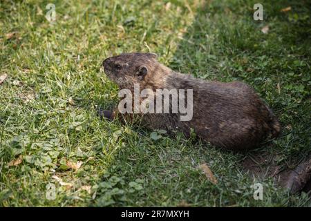 groundhog during the Formula 1 Pirelli Grand Prix du Canada 2025, 10th ...