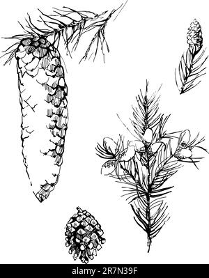 monochrome pen drawing fir-cone Stock Vector Image & Art - Alamy