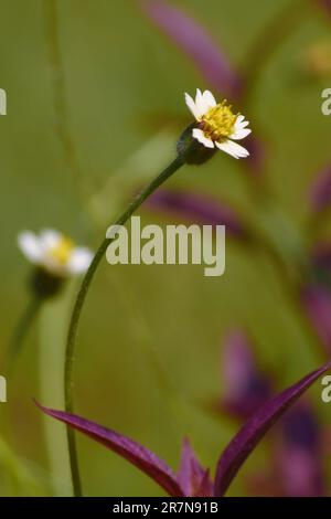 Coatbuttons flower or Tridax procumbens wild grass plant that also ...