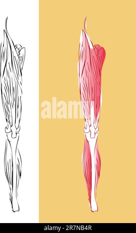 Anatomic leg muscular system Stock Vector Image & Art - Alamy