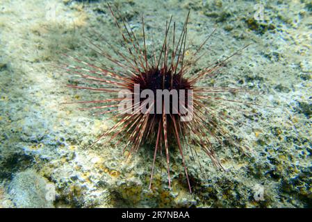 Hatpin sea urchin - Centrostephanus longispinus Stock Photo - Alamy