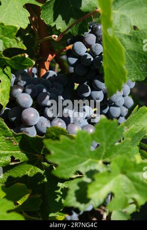 A cluster of ripe, green grapes hangs from a lush, green vine, ready ...