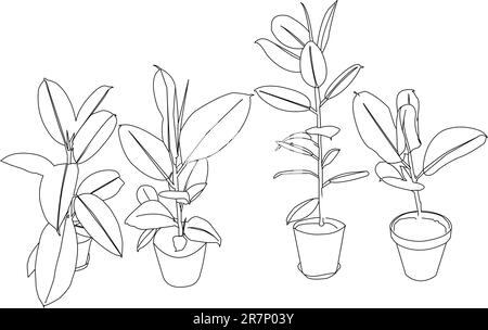 rubber tree collection - vector Stock Vector Image & Art - Alamy