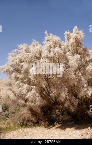 White broom (Retama raetam) flowers. Photographed in Israel, in March ...