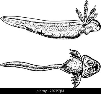 Tadpole isolated. Frog larva. Vector illustration Stock Vector Image ...