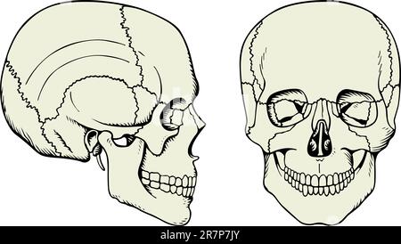 Side view of Human Skull Stock Vector Image & Art - Alamy