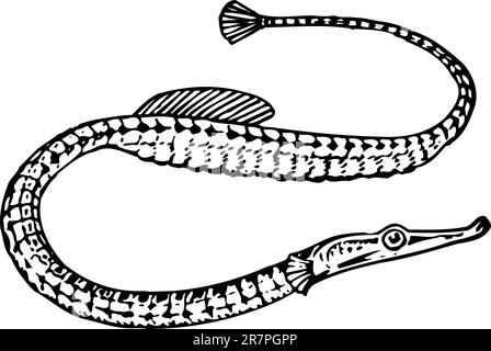 Silhouette of needlefish Stock Vector Image & Art - Alamy