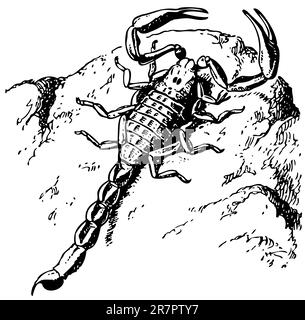 Scorpion Caution Sign Stock Photo - Alamy