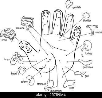 Acupuncture points on hand, Human anatomy Stock Vector Image & Art - Alamy