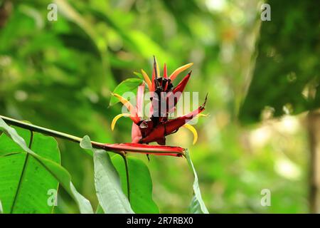 Nice walk trough Arenal Volcano National Park rain forest in Costa Rica ...