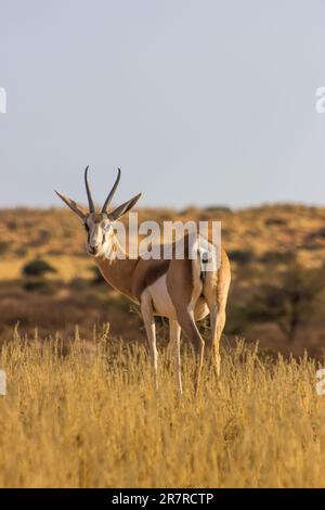 Female Springbok (Antidorcas marsupialis), Kgalagadi Transfrontier Park ...