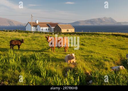 cows, The Mullet Peninsula, County Mayo, Ireland Stock Photo - Alamy