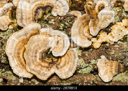 Ochre Bracket (Trametes ochracea) Fungi Stock Photo - Alamy