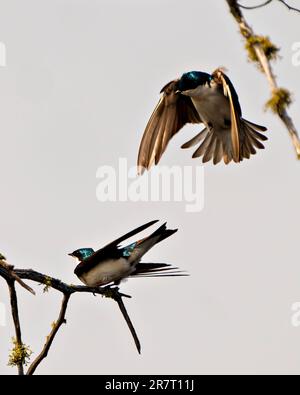 Swallow couple in courtship season and enticing her back displaying ...