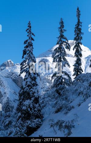 Enger Alm with Karwendel range in background, Eng, Tyrol, Austria Stock ...
