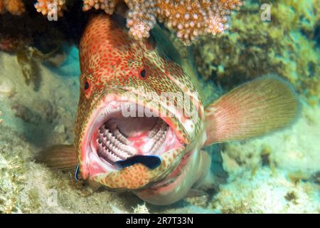 Symbiotic behaviour Symbiosis of jewel perch vermillion seabass ...
