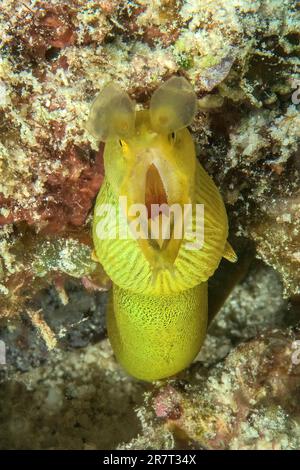 Nose moray, ribbon eel (Rhinomuraena quaesita), lateral, profile Stock ...