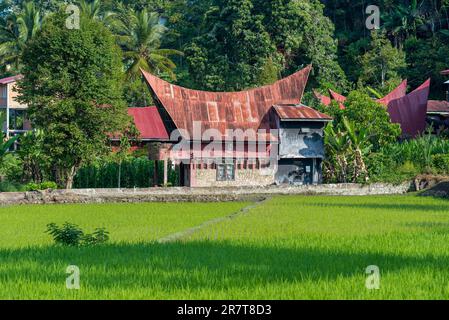 Rice field in the village TukTuk Siadong. Rice cultivation on Samosir ...