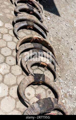 Water buffalo horns lined up in a row on the ground show the animal ...