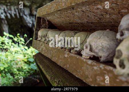Skulls in a coffin called Erong, exposed in the spectacular cave tomb ...