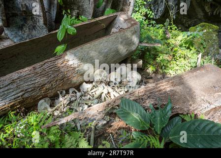The spectacular cave tomb of Lombok Parinding which has housed the dead ...