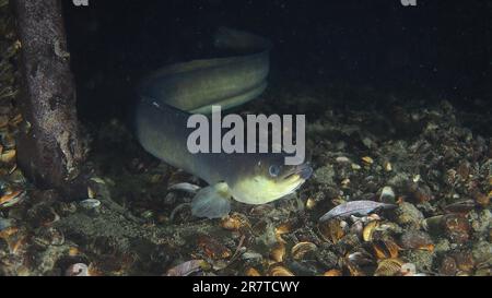 European eel (Anguilla anguilla) at night, Zollbruecke dive site ...