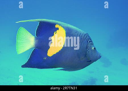 Halfmoon angelfish (Pomacanthus maculosus), Dive site House Reef ...