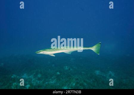 Free floating common remora (Remora remora), Marsa Shona reef dive site ...