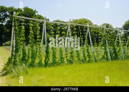 Scaffolding trellis with common hop (Humulus lupulus), hop cultivation ...