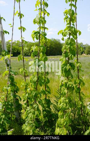 Scaffolding trellis with common hop (Humulus lupulus), hop cultivation ...