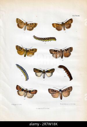 Charles Golding Barrett (1836-1904) - The Lepidoptera of the British ...