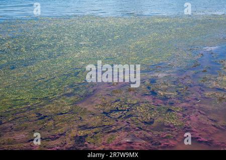 Environmental issues with the decrease in the water level due to global ...