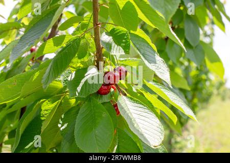 ripe red cherry grows on a tree in an orchard. Cultivation of fruits ...