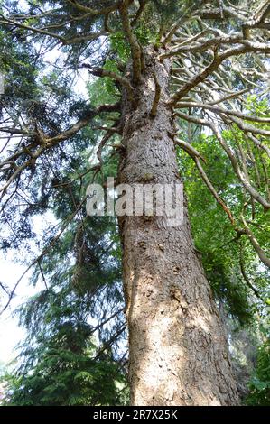 Abercairny Manor House, Crieff, Perthshire, Scotland, June 2023 Stock ...