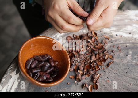 Separating cacao husk from cacao beans by hand to make chocolate Stock ...